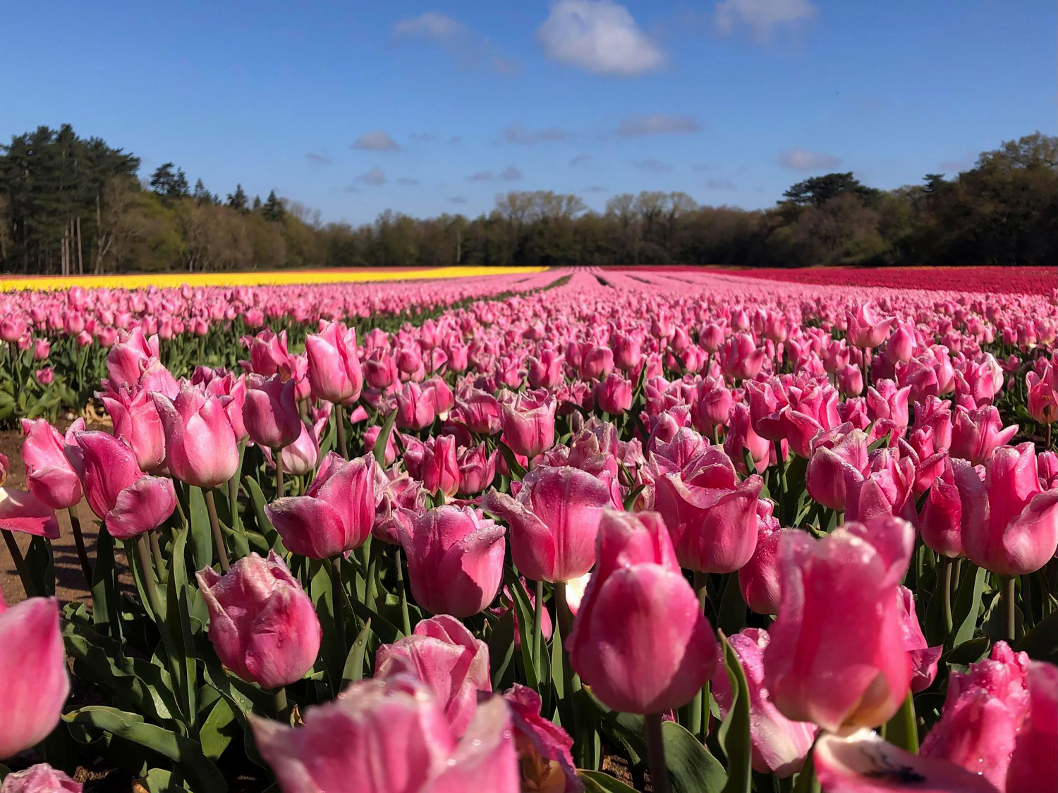 Tulips For Tapping Wins National Award | Radio West Norfolk